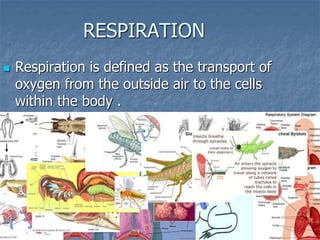 Respiration | PPT
