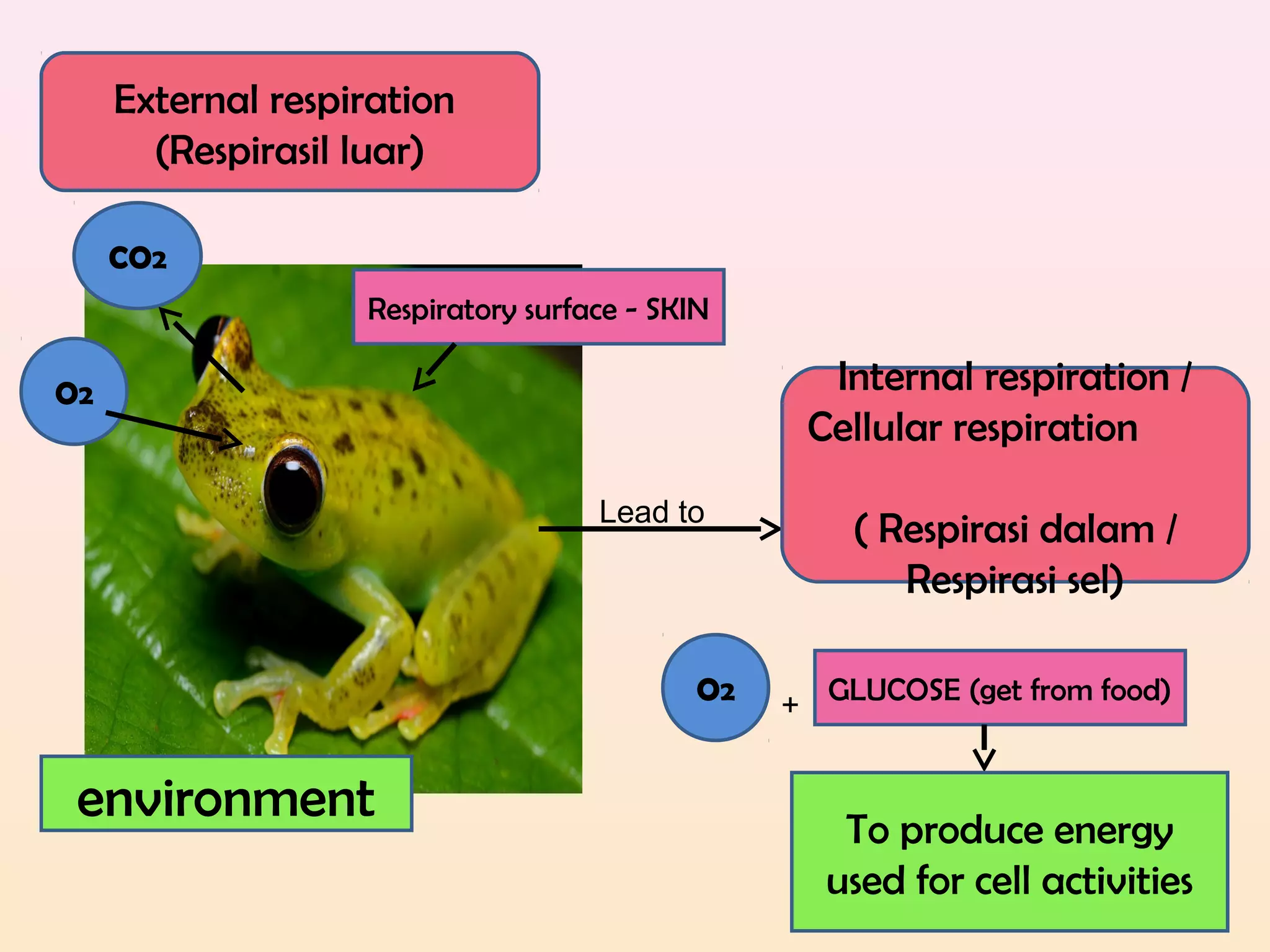Respiration | PPT