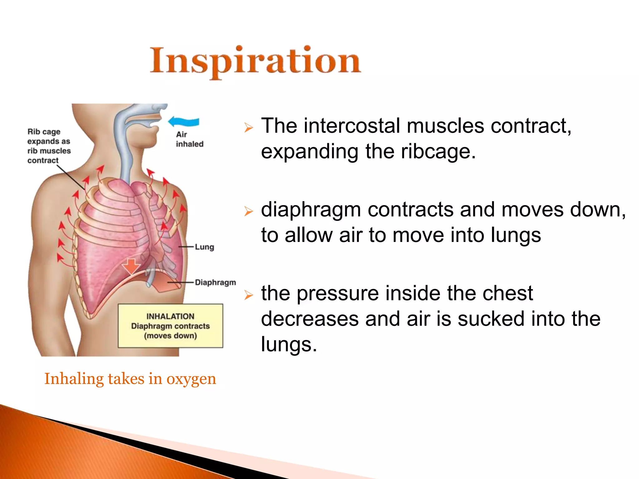 Respiration | PPTX