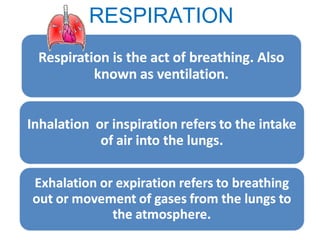 Respiration | PPT