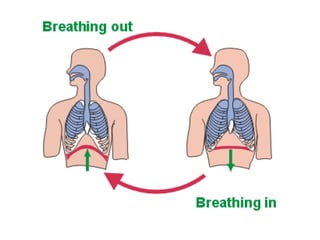 Respiration | PPT