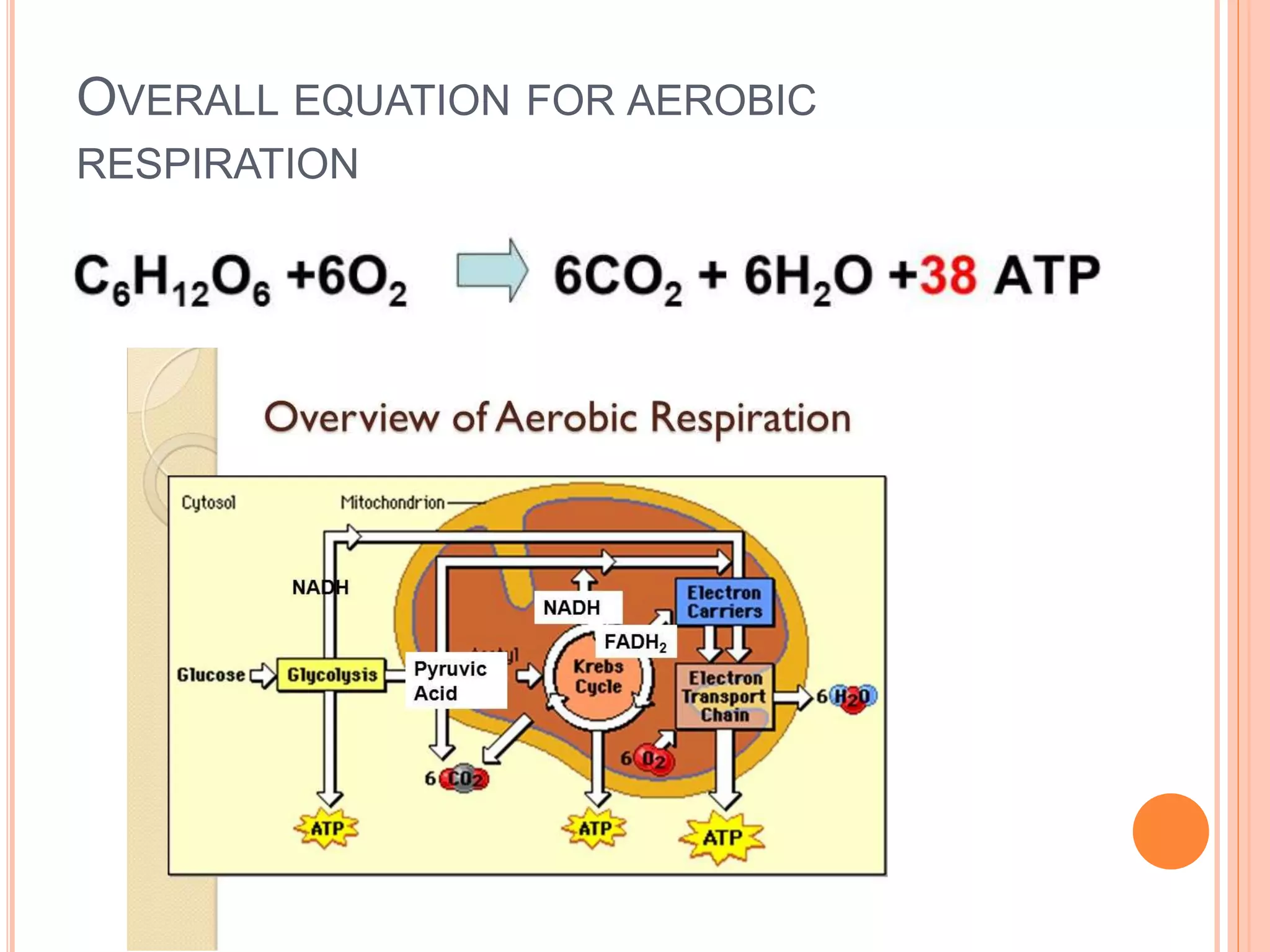 Respiration | PPT