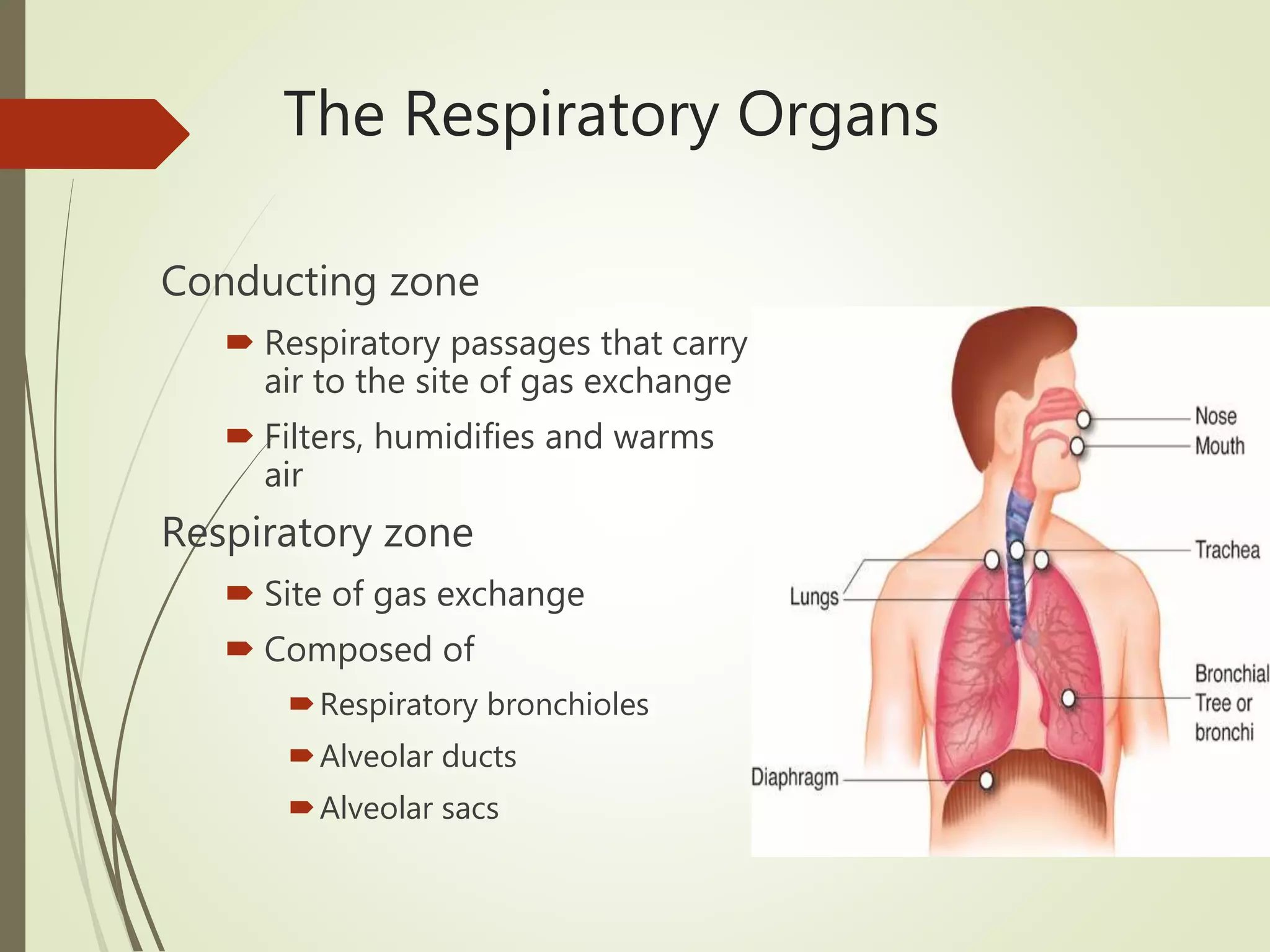 Respiration, Ventilation, Gas exchange | PPTX