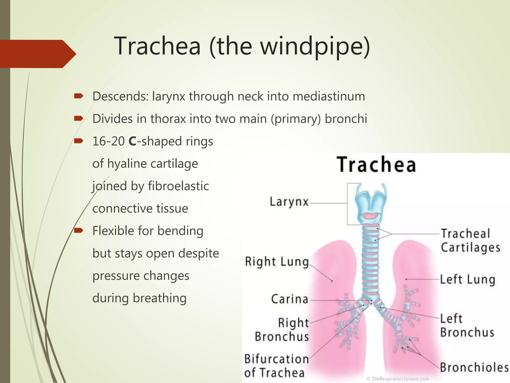 Respiration, Ventilation, Gas exchange | PPTX
