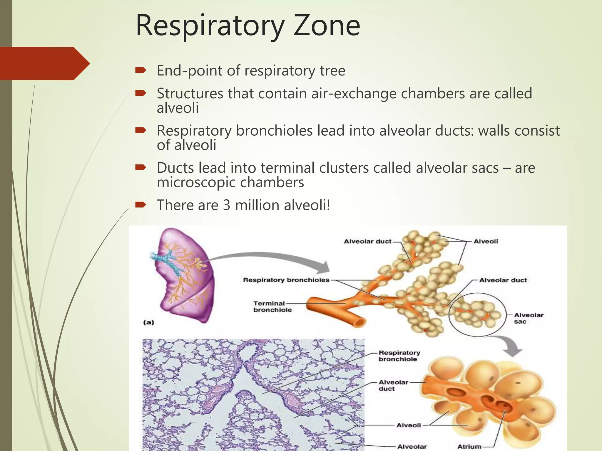 Respiration, Ventilation, Gas exchange | PPTX