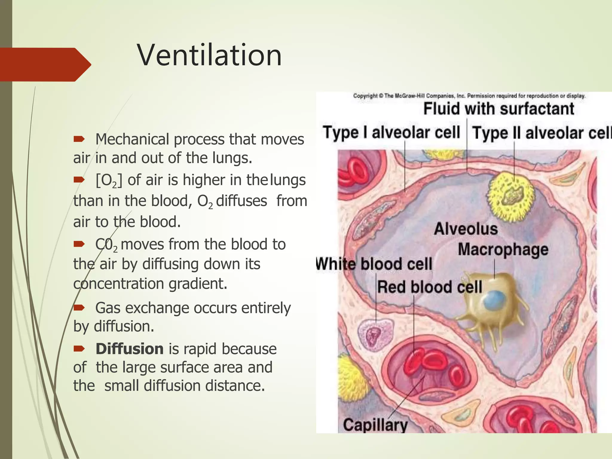 Respiration, Ventilation, Gas exchange | PPTX
