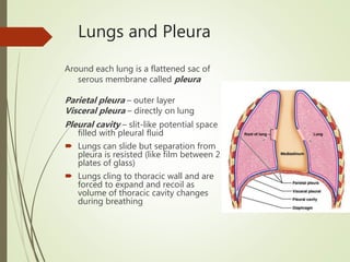 Respiration, Ventilation, Gas exchange | PPTX