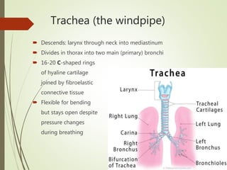 Respiration, Ventilation, Gas exchange | PPTX