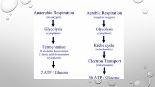 Respiration | PPT