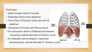 Respiration | PPTX