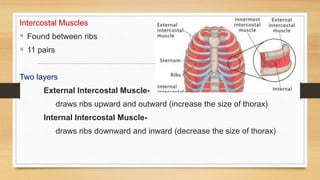 Respiration | PPTX