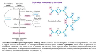 Respiration | PDF