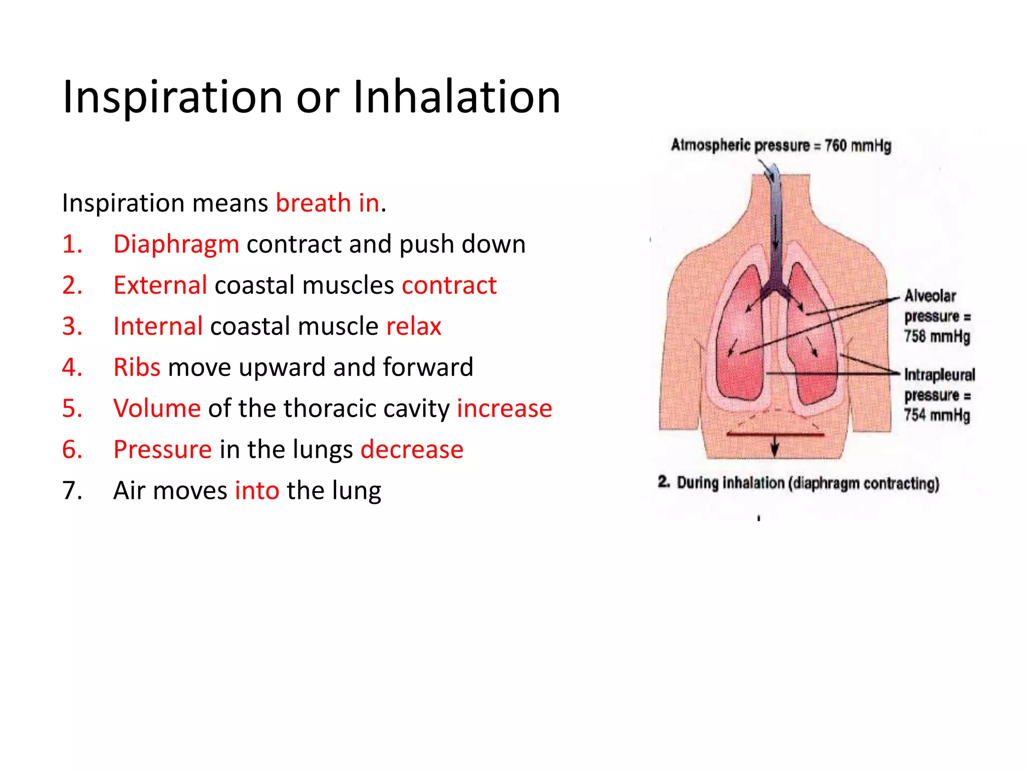 Respiration | PPTX