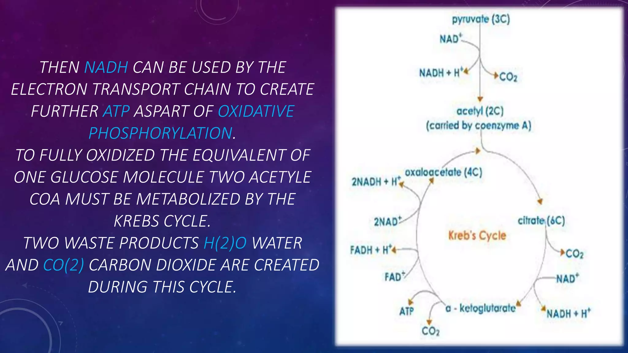 Cellular Respiration Glycolysis, Krebs cycle, Electron Transport | PPTX