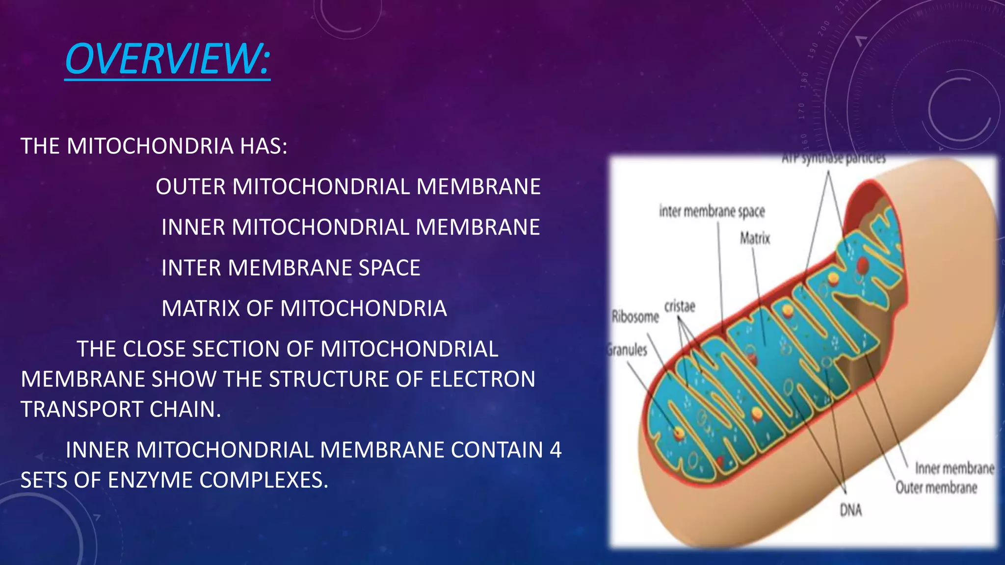 Cellular Respiration Glycolysis, Krebs cycle, Electron Transport | PPTX