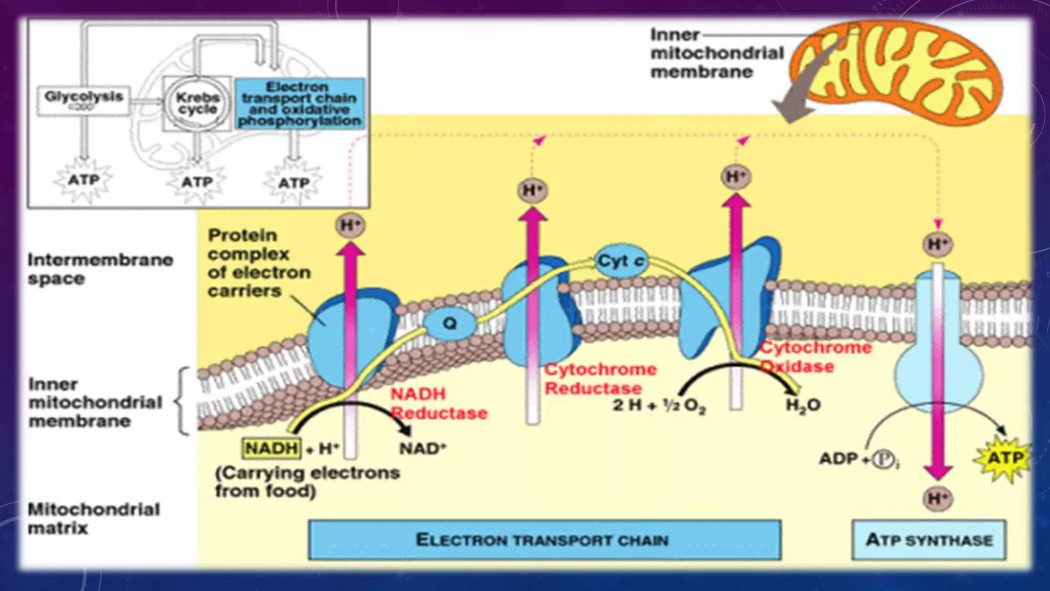 Cellular Respiration Glycolysis, Krebs cycle, Electron Transport | PPTX