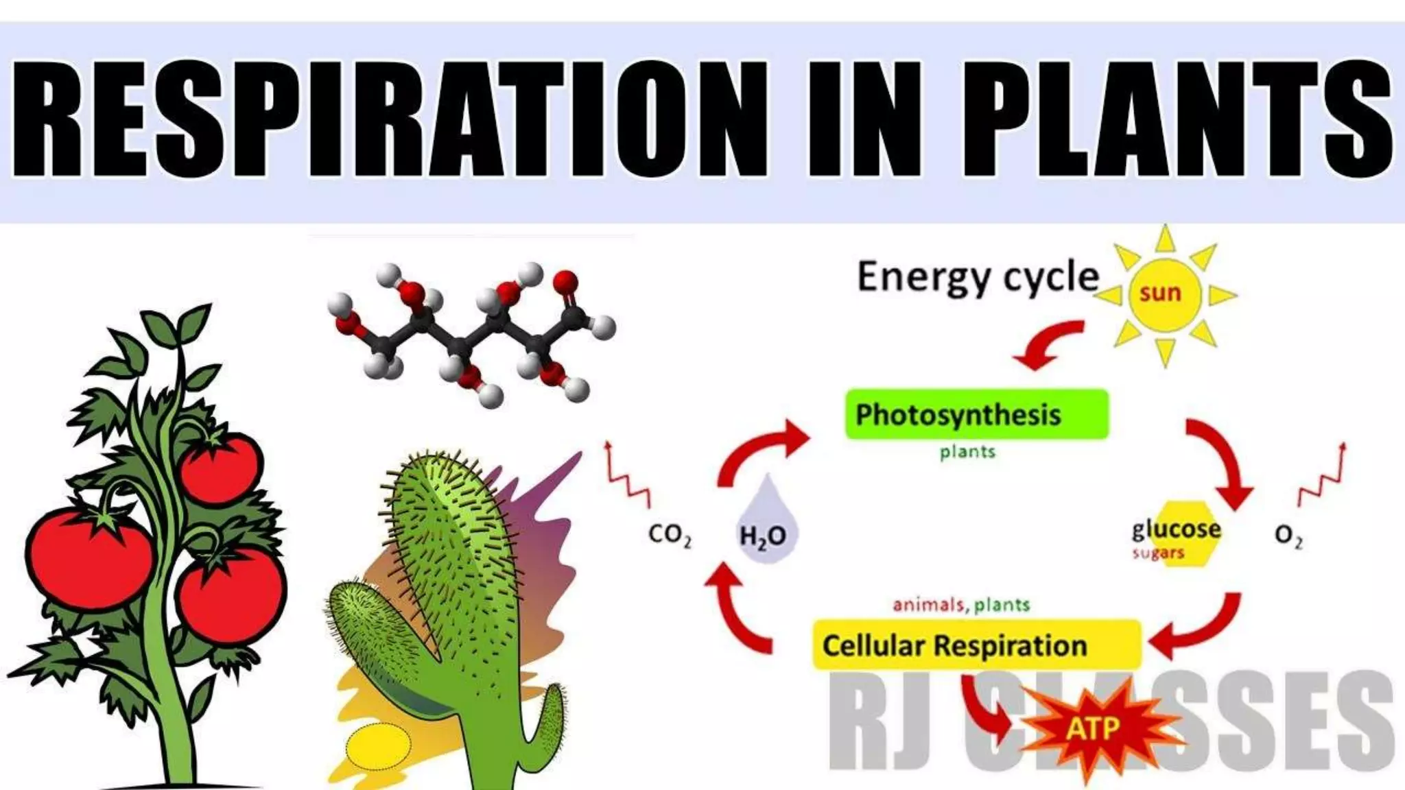 Cellular Respiration Glycolysis, Krebs cycle, Electron Transport | PPTX