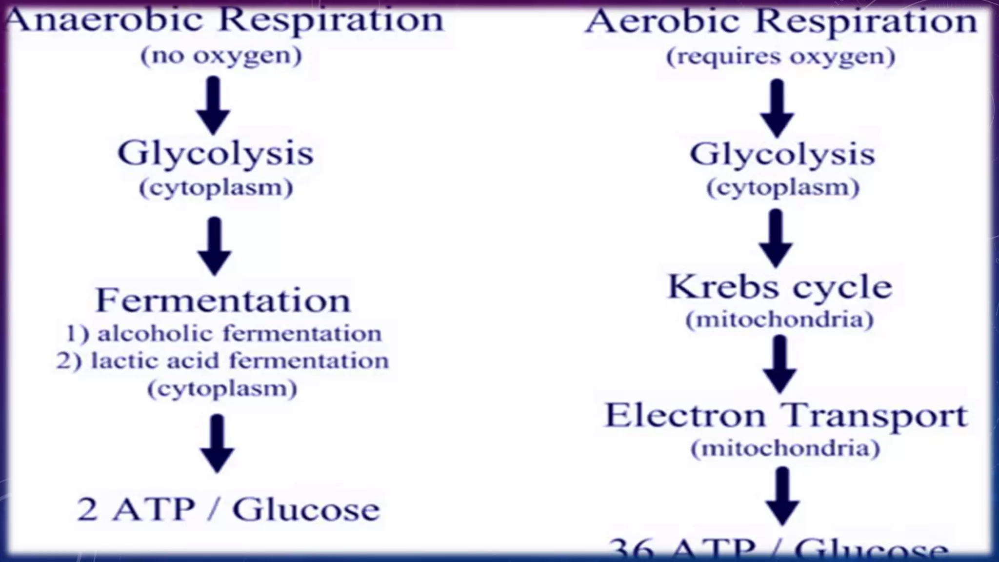 Cellular Respiration Glycolysis, Krebs cycle, Electron Transport | PPTX