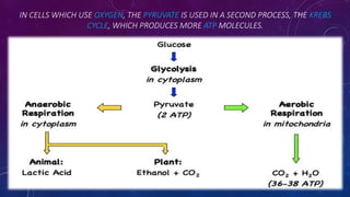 Cellular Respiration Glycolysis, Krebs cycle, Electron Transport | PPTX