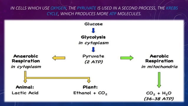 Cellular Respiration Glycolysis, Krebs cycle, Electron Transport | PPTX | Chemistry | Science