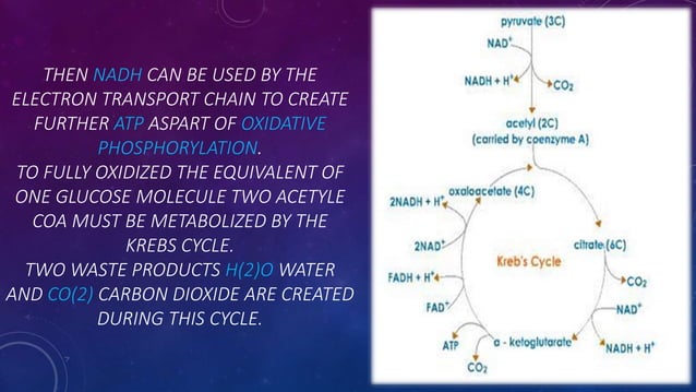 Cellular Respiration Glycolysis, Krebs cycle, Electron Transport | PPTX | Chemistry | Science