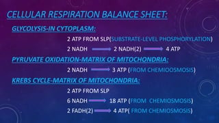 Cellular Respiration Glycolysis, Krebs cycle, Electron Transport | PPTX
