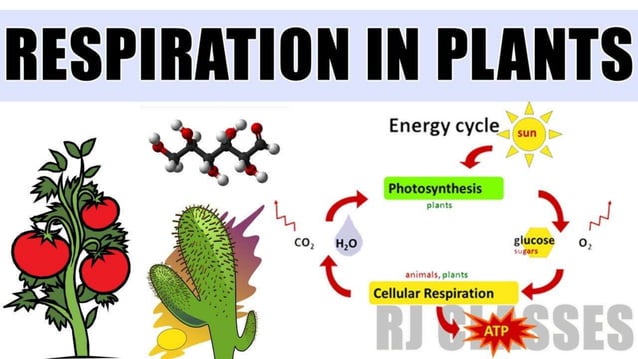 Cellular Respiration Glycolysis, Krebs cycle, Electron Transport | PPTX ...