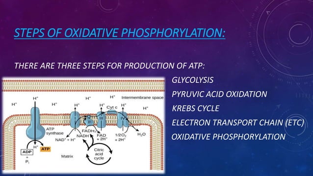 Cellular Respiration Glycolysis, Krebs cycle, Electron Transport | PPTX ...