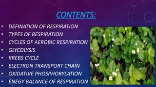 Cellular Respiration Glycolysis, Krebs cycle, Electron Transport | PPTX