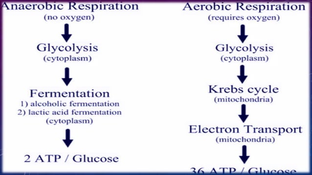Cellular Respiration Glycolysis, Krebs cycle, Electron Transport | PPTX ...