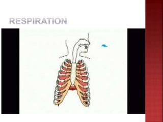 Respiration | PPT
