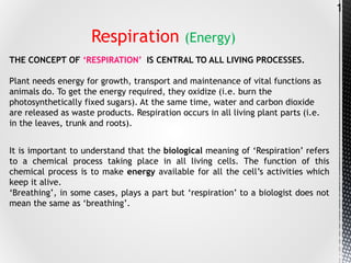 Respiration.pptx