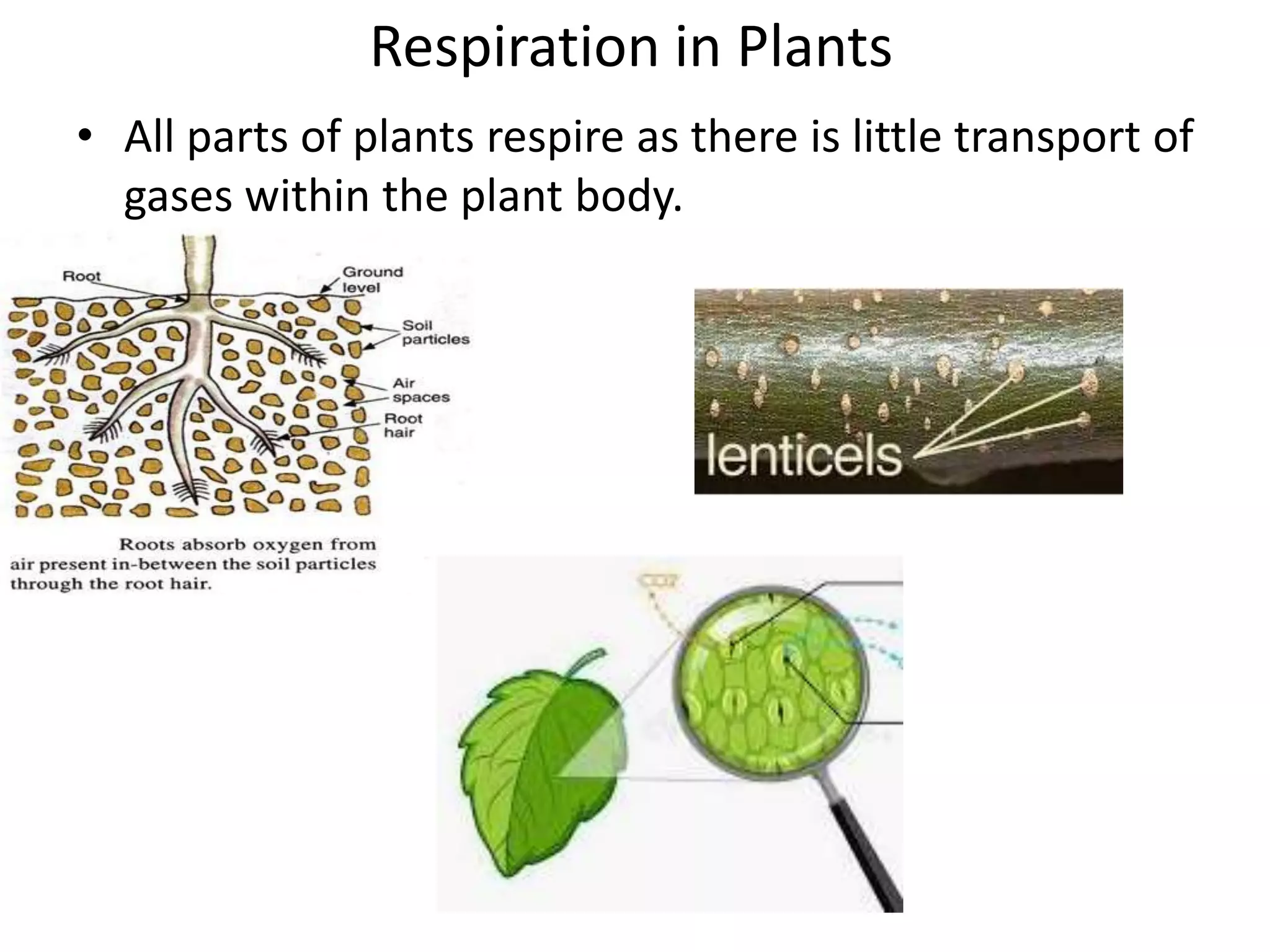 respiration class 10.pptx