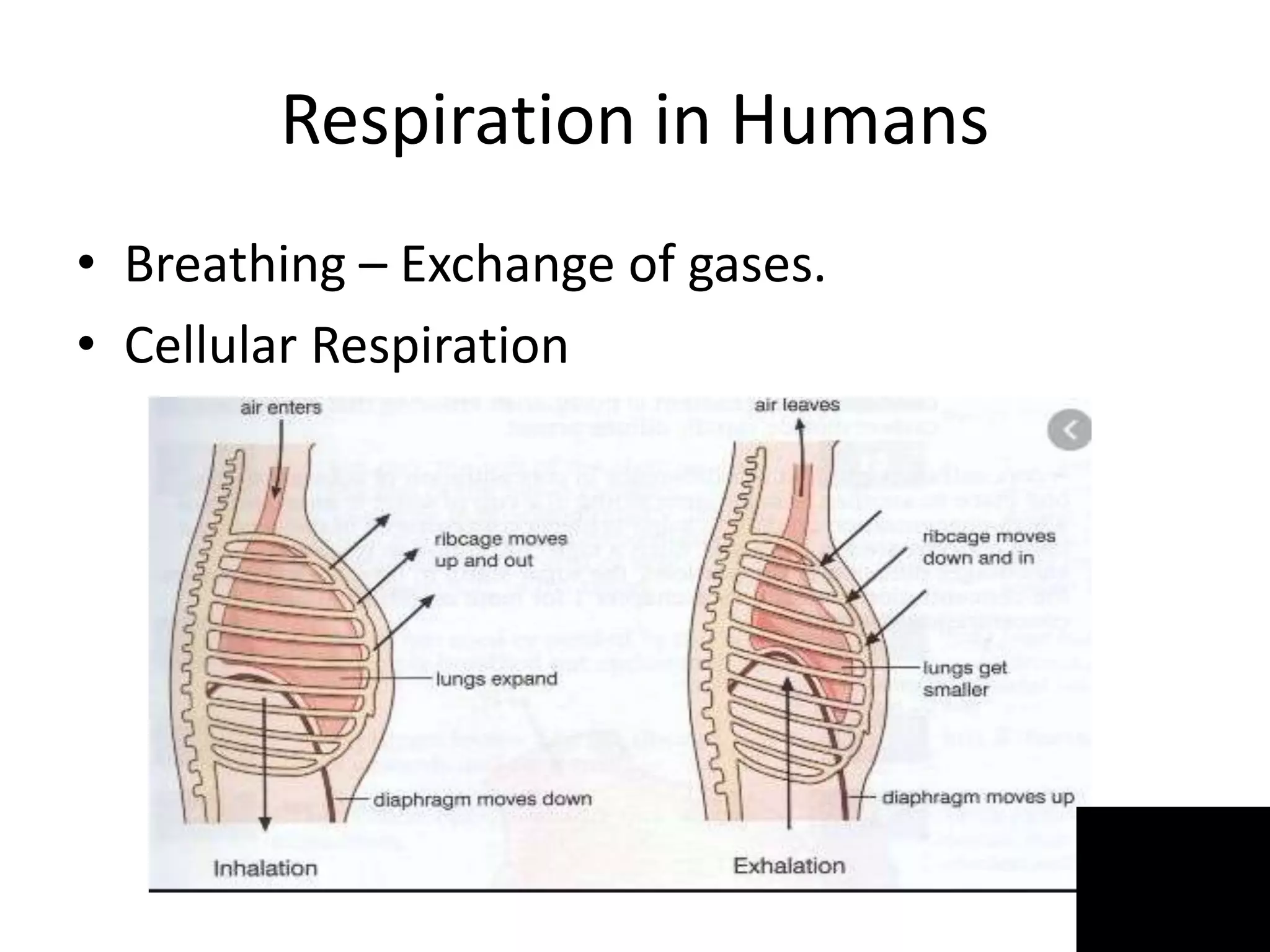 respiration class 10.pptx