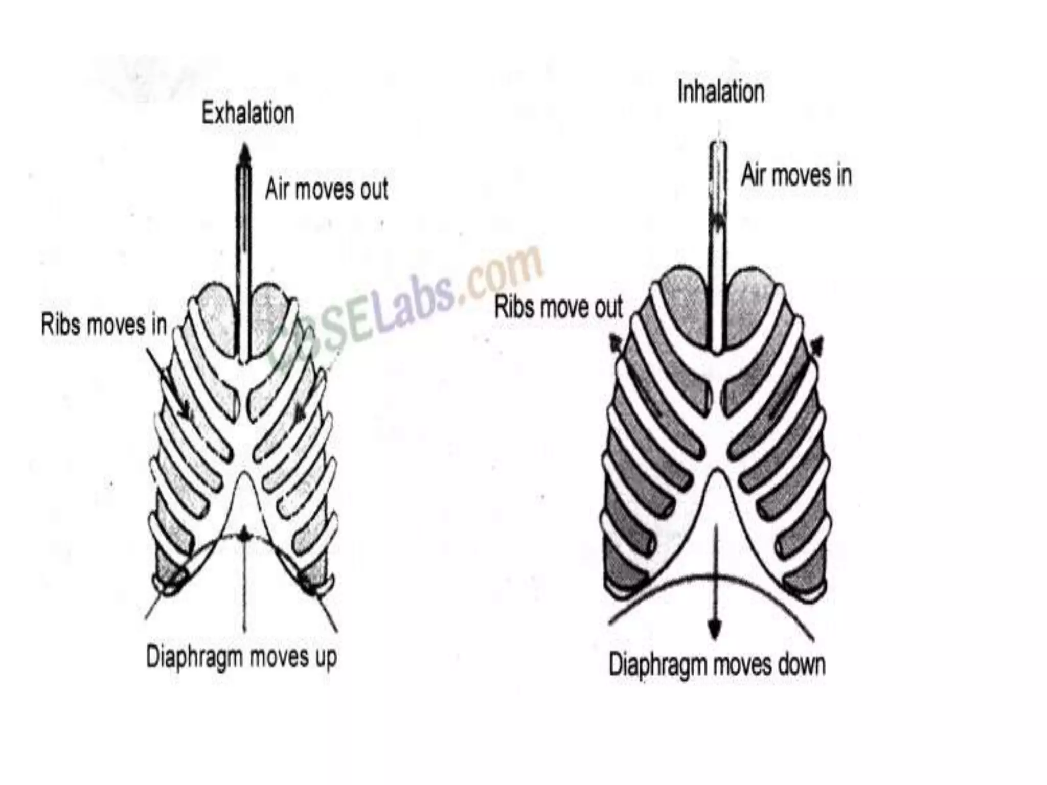 respiration class 10.pptx