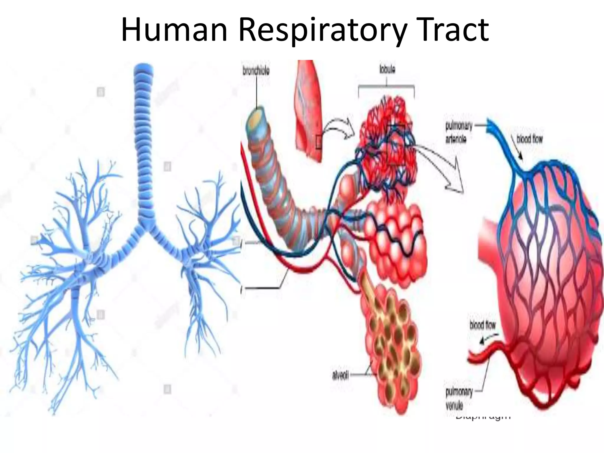 respiration class 10.pptx
