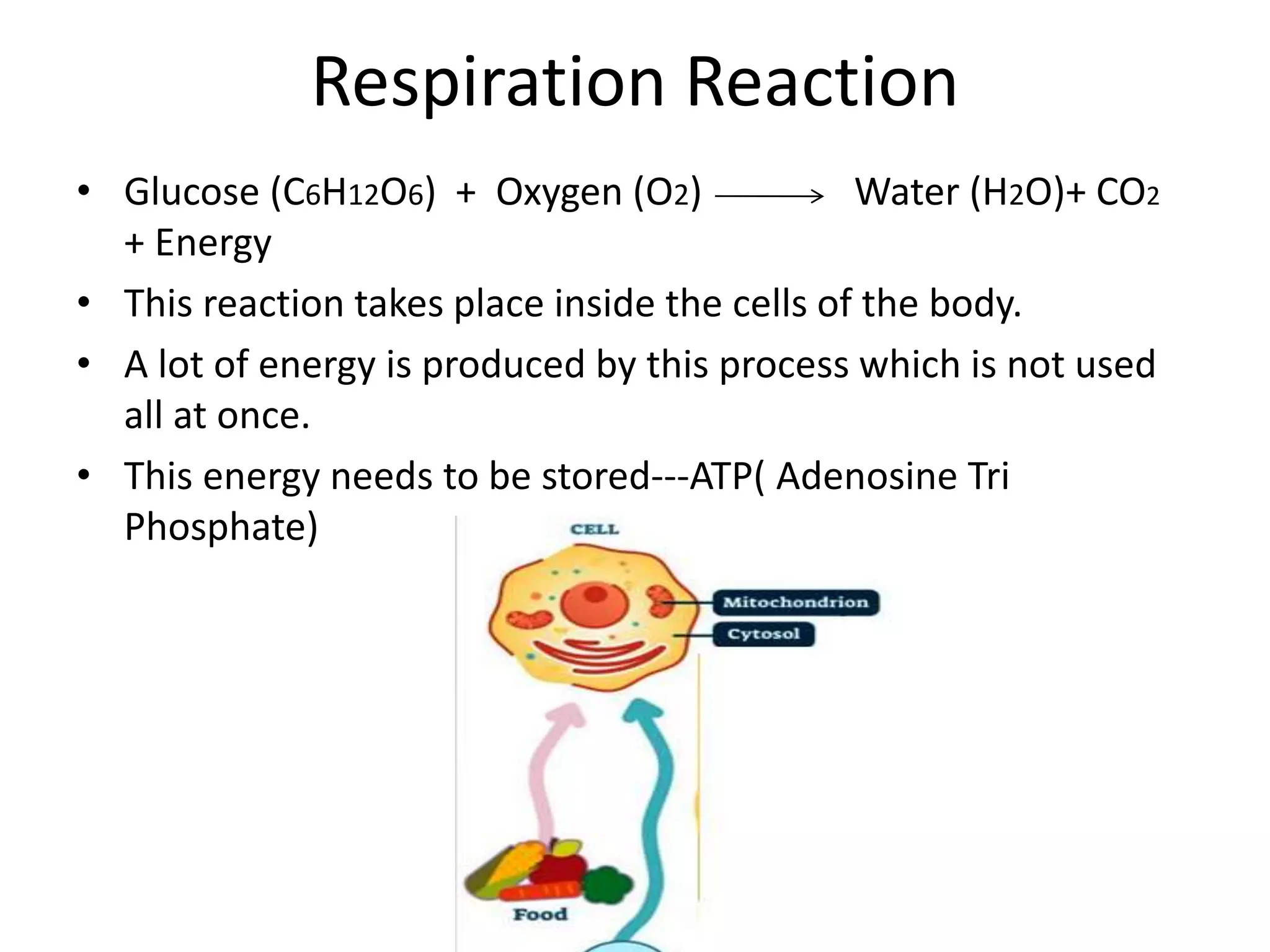 respiration class 10.pptx