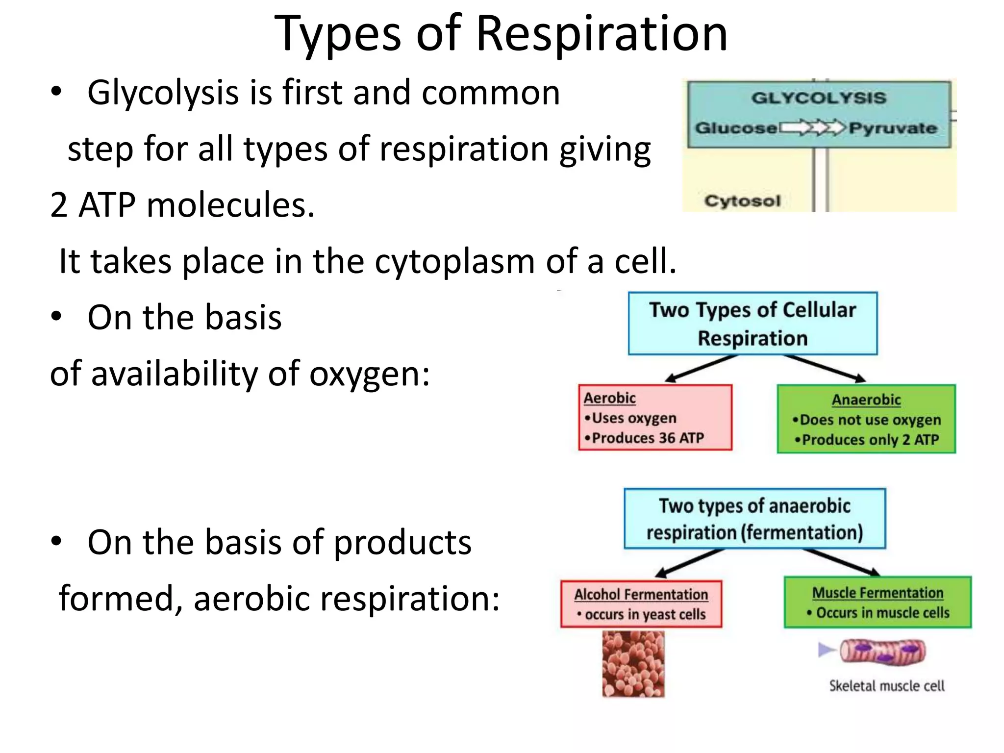 respiration class 10.pptx
