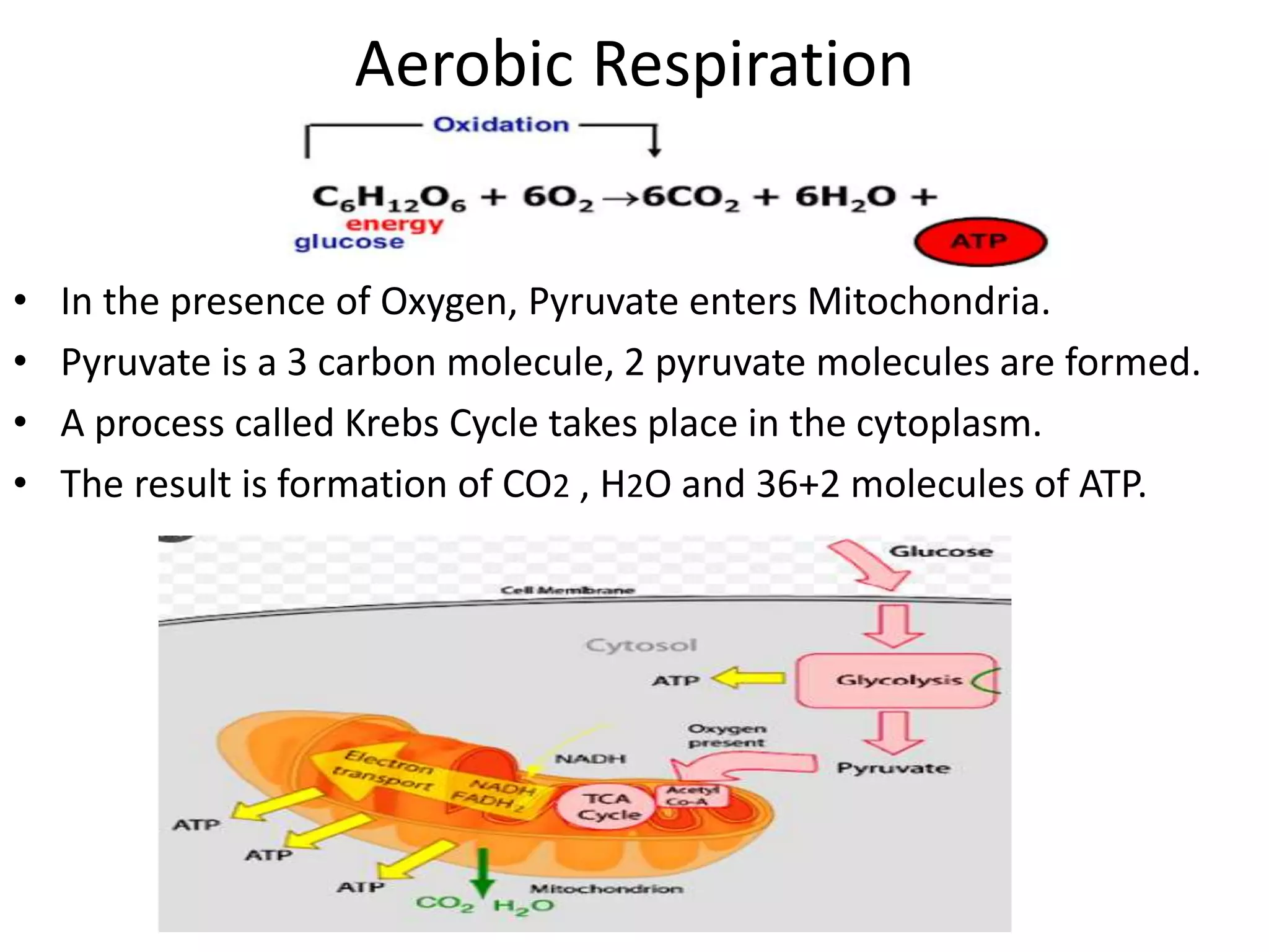 respiration class 10.pptx