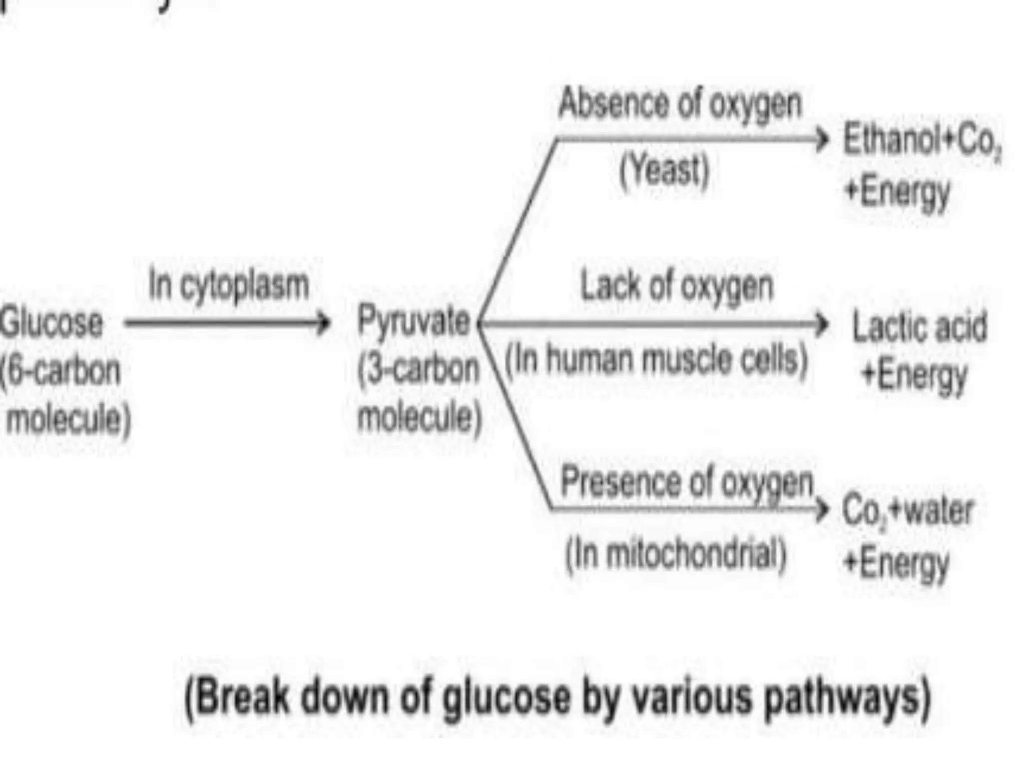 respiration class 10.pptx