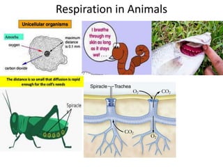 respiration class 10.pptx