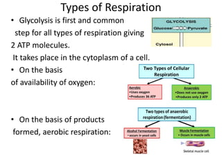 respiration class 10.pptx