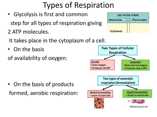 respiration class 10.pptx | Lung and Respiratory Health | Diseases and ...