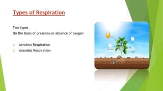 Respiration.pptx