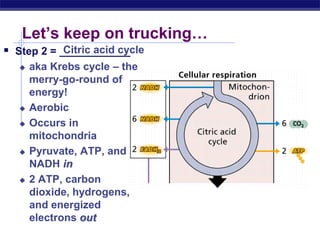 RESPIRATION.ppt