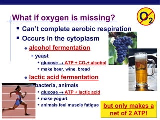 RESPIRATION.ppt