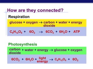 RESPIRATION.ppt