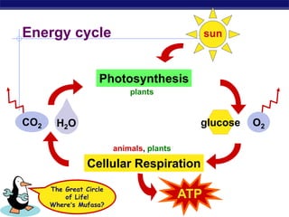 RESPIRATION.ppt