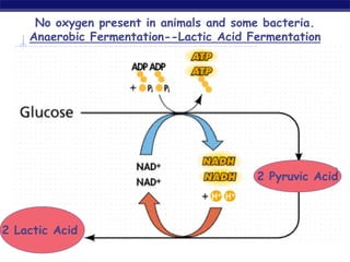 RESPIRATION.ppt