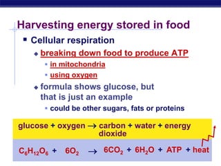 RESPIRATION.ppt